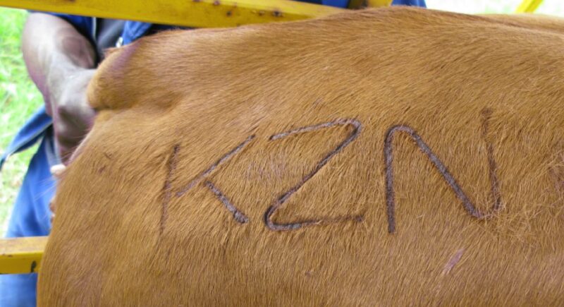 Livestock branding part 3: Hot branding – ProAgri Media